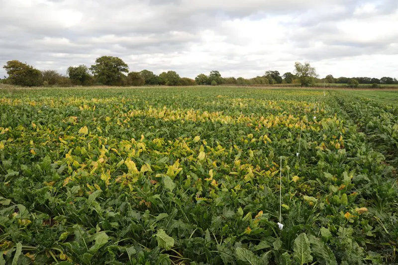 Strict guidelines support the use of Cruiser SB in 2024 | BBRO